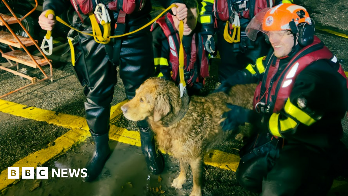 Storm Darragh: Humber Rescue lifeboat crew save dog - BBC News