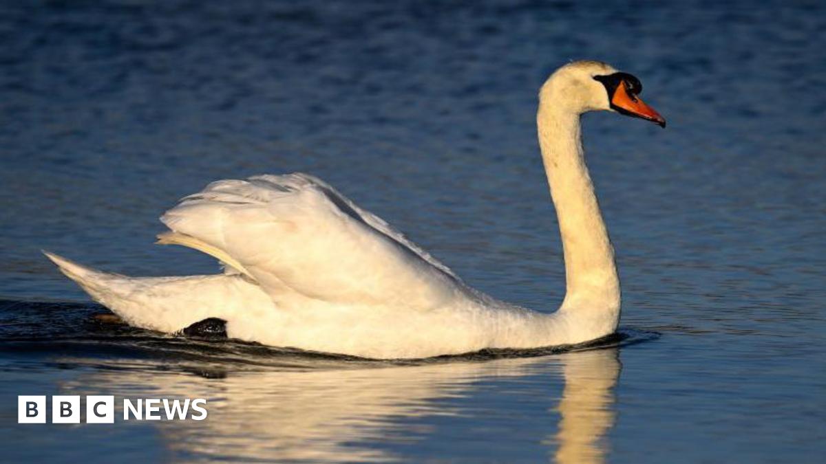 Warning over dead swans found in Chester-le-Street park - BBC News