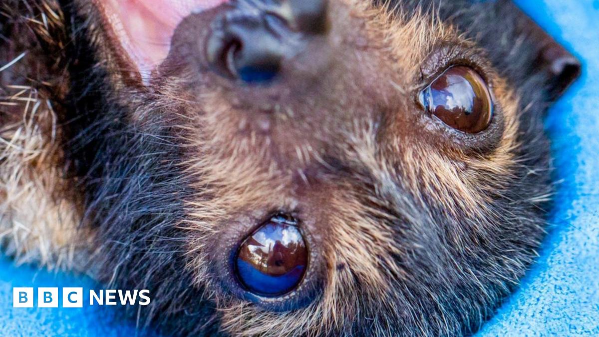 How one heatwave killed 'a third' of a bat species in Australia - BBC News