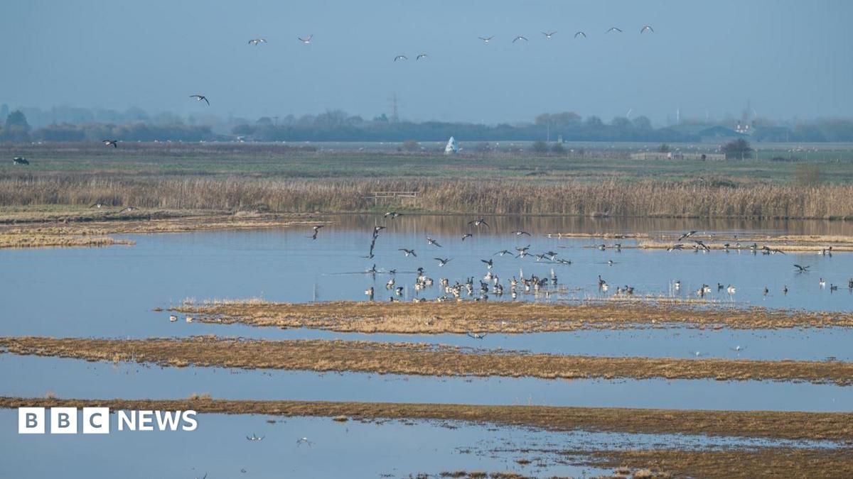 Frampton Marsh nature reserve hosts events for 40th anniversary - BBC News