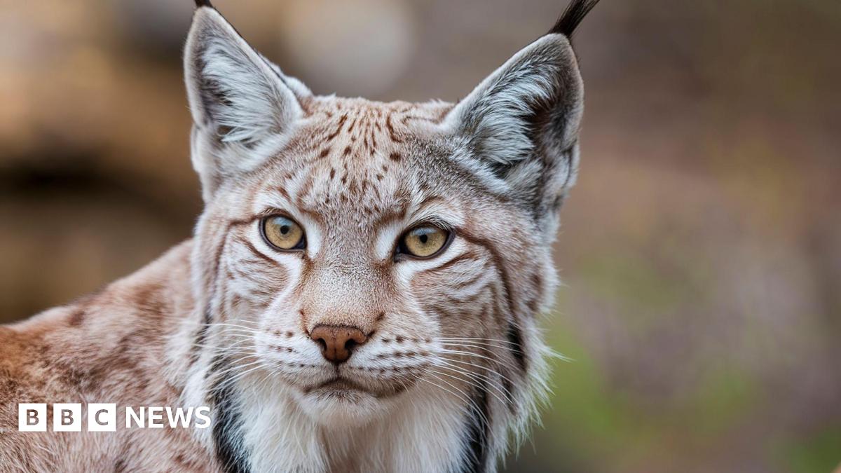 Possible lynx sighting near Newton Stewart under investigation - BBC News