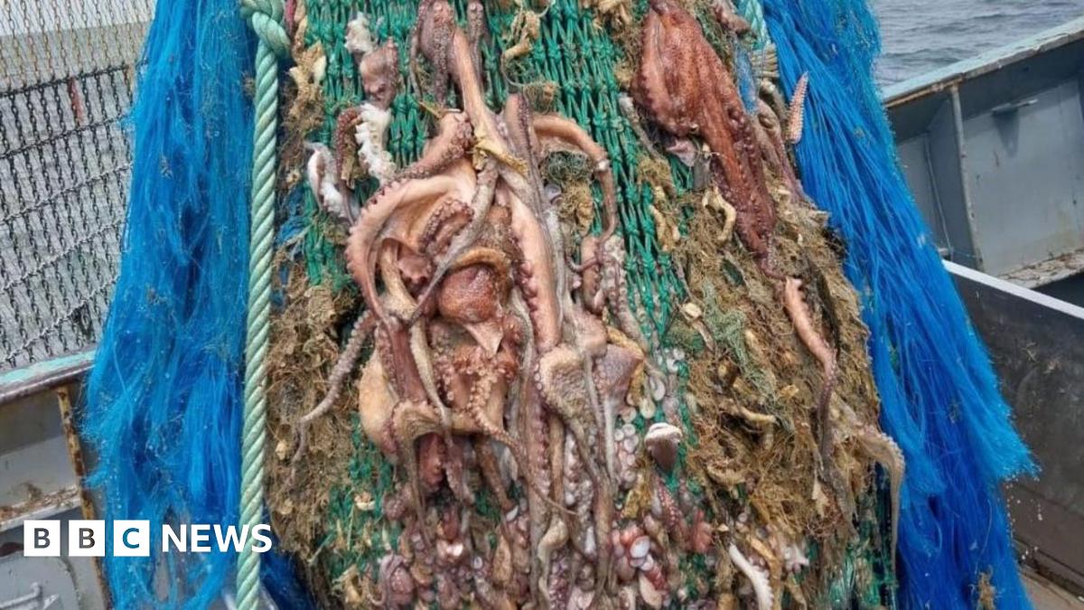 Big octopus catch by Newlyn boat 'does fishing industry a favour' - BBC ...