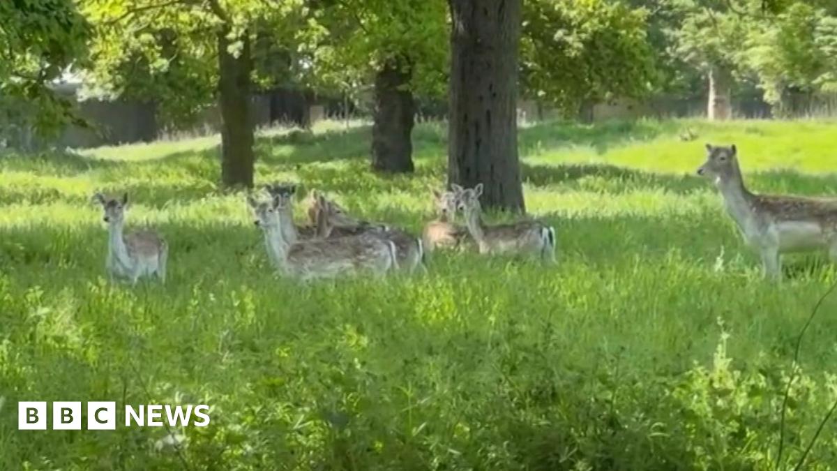 Deer return to Greenwich Park for the first time since 2021 - BBC News