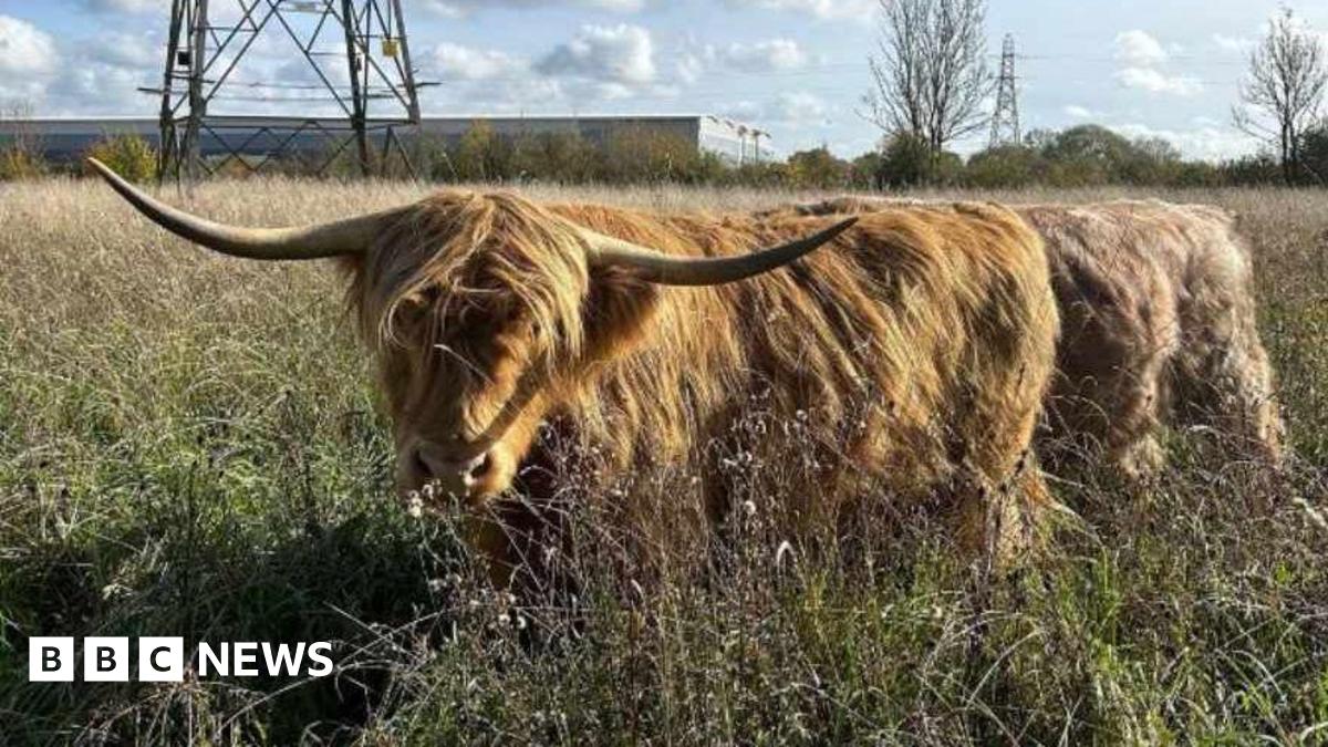 Highland cows Colin and Harry moo-ve in to tend Derby parks - BBC News