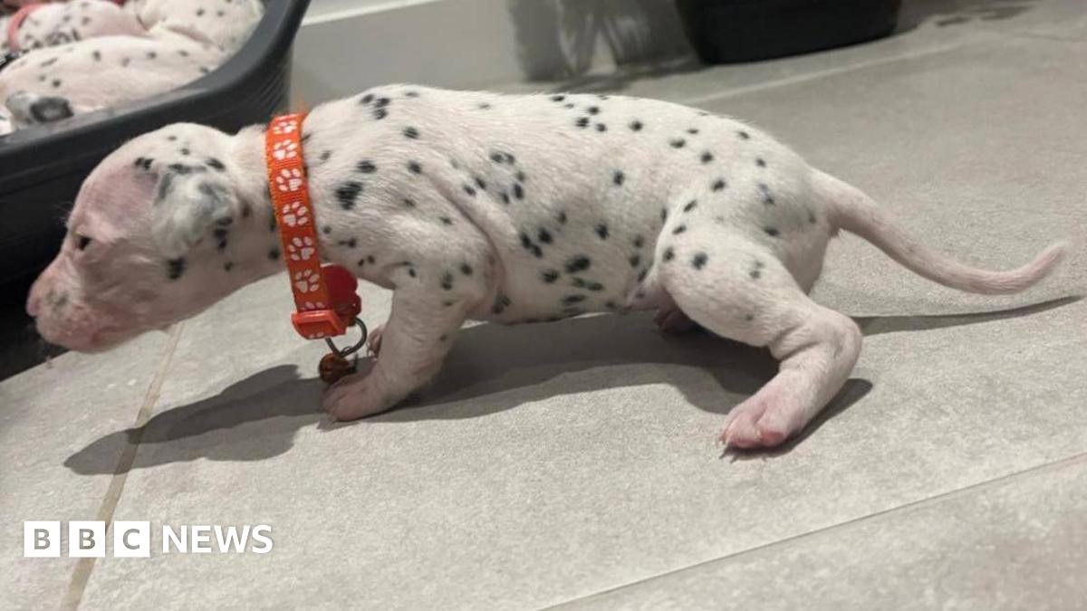 Owner of three-week-old Kettering puppy left in shock at theft - BBC News
