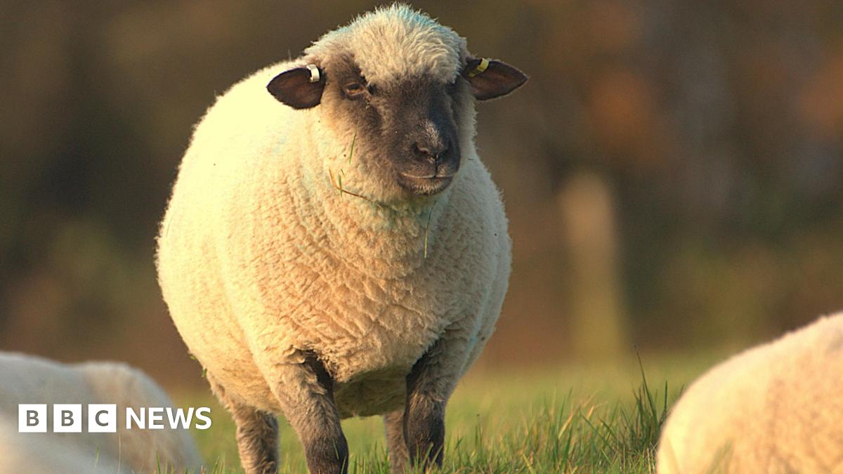 Rare breed sheep to aid Colchester park conservation efforts - BBC News