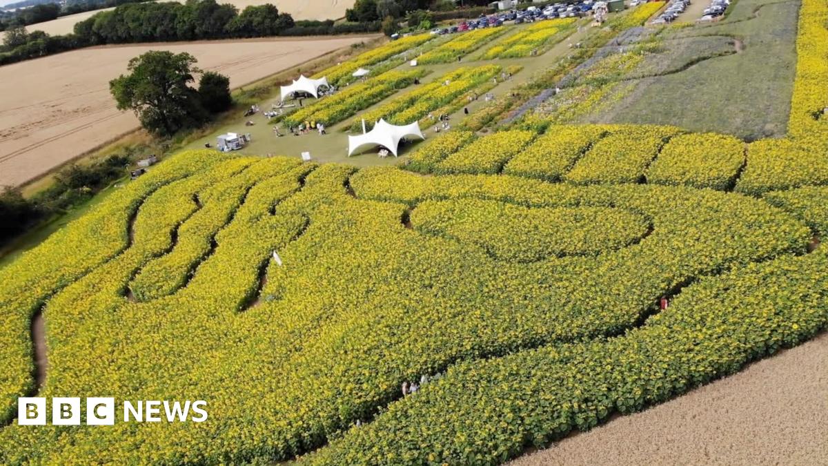 Sunflower farm in Writtle lucky to be in bloom, says farmer - BBC News