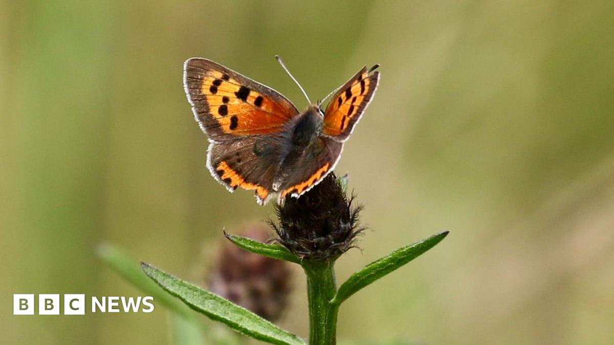 How have UK insects been affected by 2025's hot, sunny weather? - BBC News
