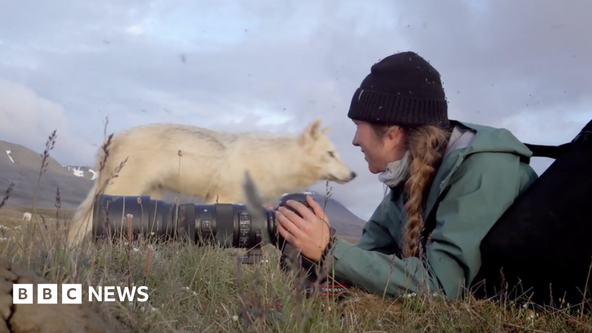 david attenborough wolf