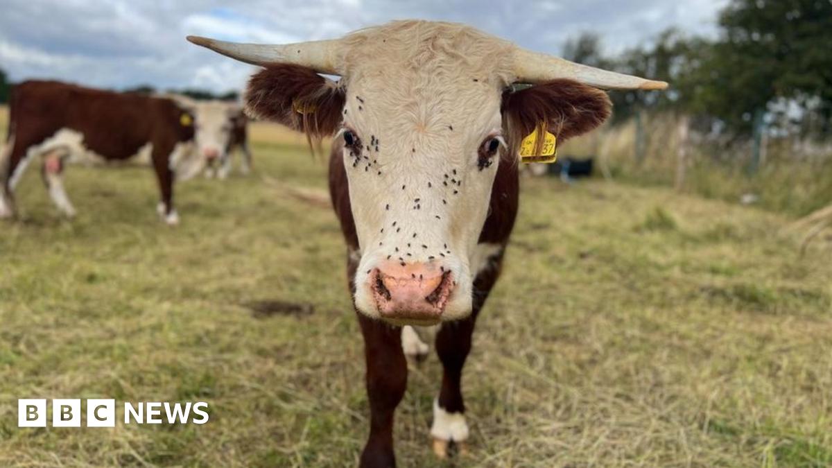 Call for farmers to join study on lab-grown meat - BBC News
