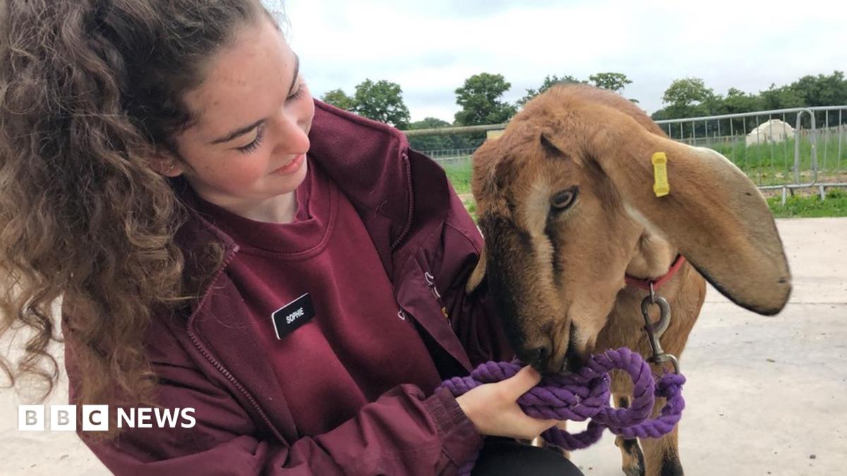 'Singing' goat causes giggling fits at Worcester Cathedral service ...