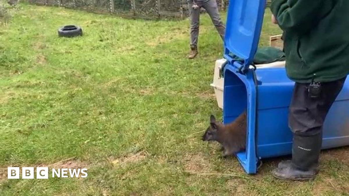 Devon wildlife park moves animals in wheelie bins after storm - BBC News