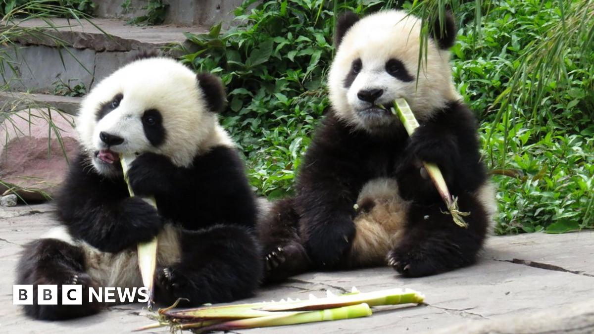 China: Scientists decode panda 'language' - BBC News