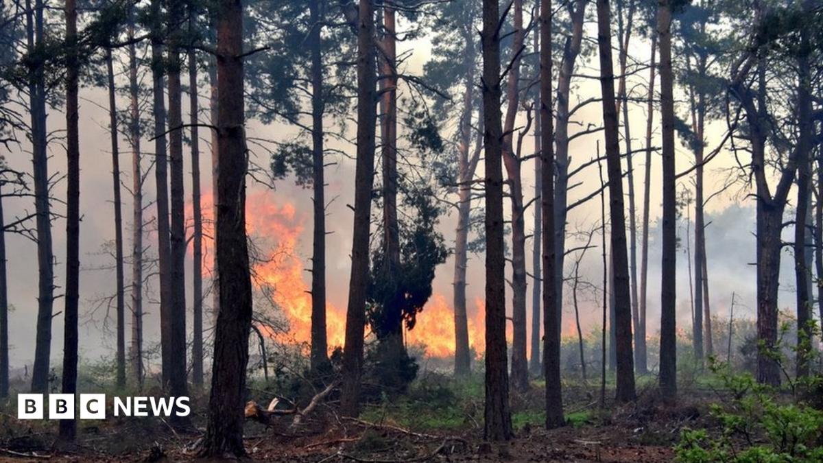 Pirbright: Fire crews battle scrubland blaze - BBC News