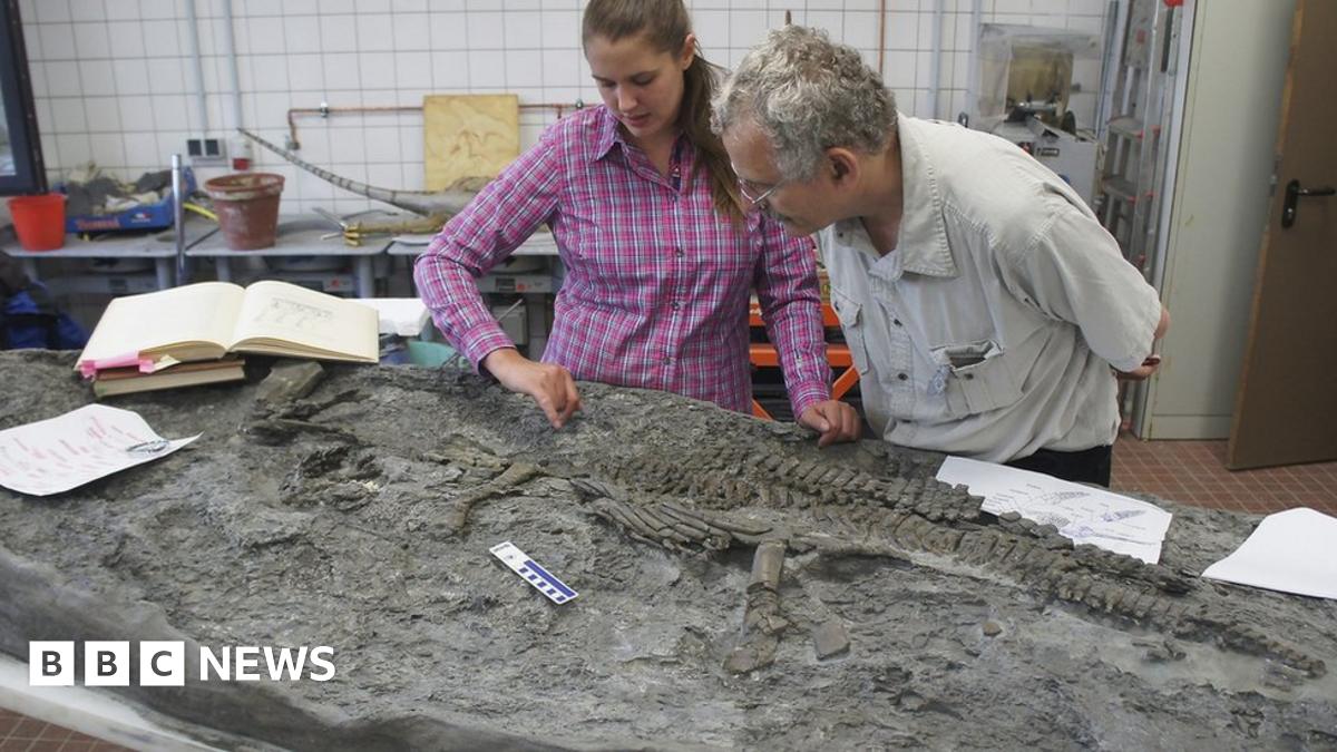 Sea reptile fossil gives clues to life in ancient oceans - BBC News