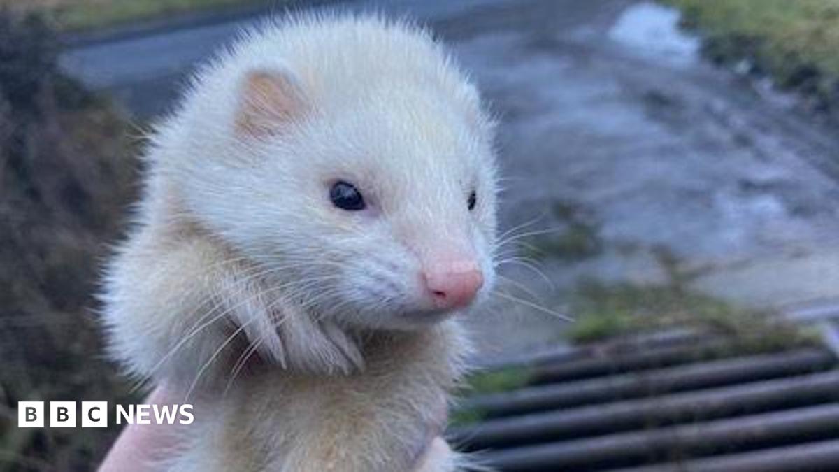 Lost ferret rescued from under Bishop Auckland cattle grid - BBC News