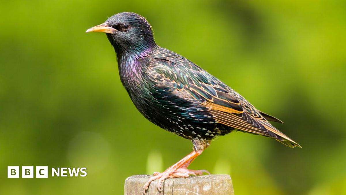 Starlings vanishing from gardens, says conservation charity, RSPB - BBC ...
