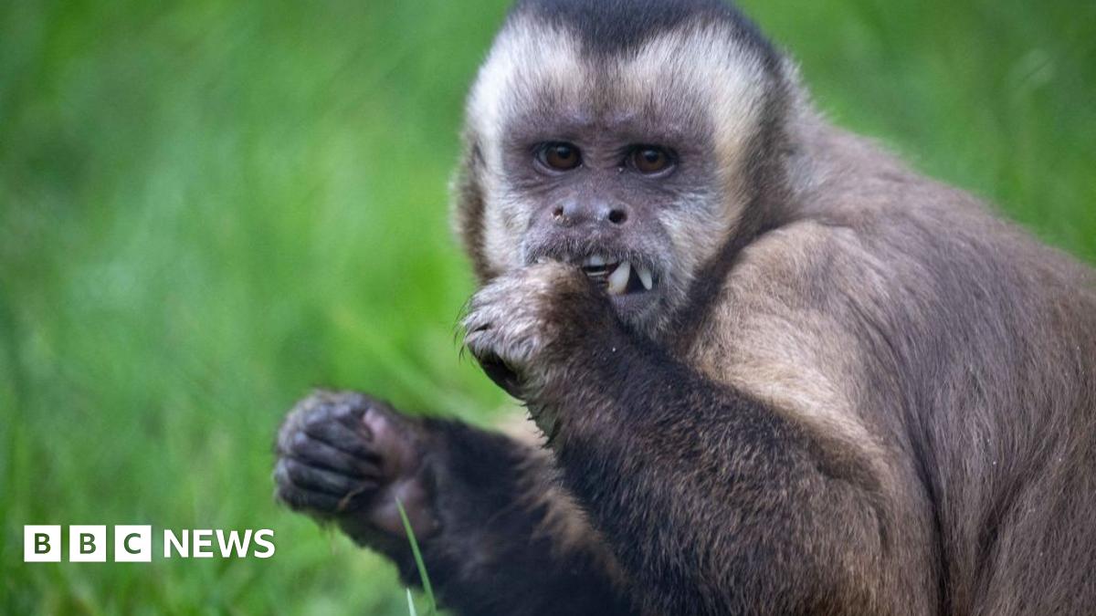 Capuchin monkey returns home after escape in Buncrana, County Donegal ...