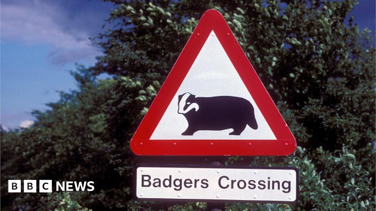 Roadkill: What happens to animals that die on our roads? - BBC News