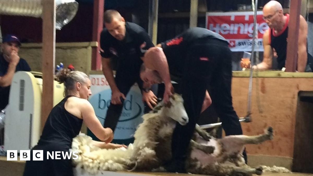 Sheep-shearing world record smashed - BBC News
