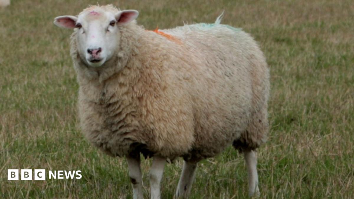 Eight sheep killed near Bicester in suspected dog attack - BBC News