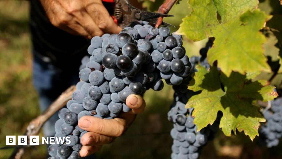 Global wine production falls to 62-year low in 2023 - BBC News
