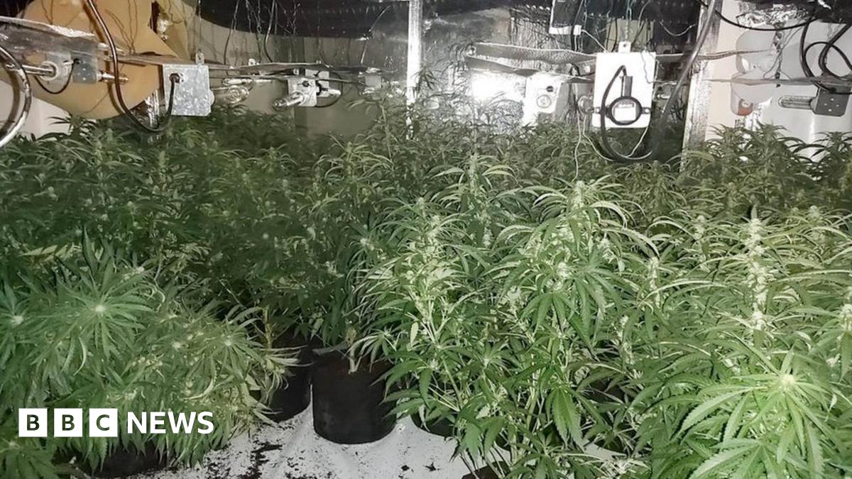 Essex Police officers find cannabis farm in Chigwell - BBC News