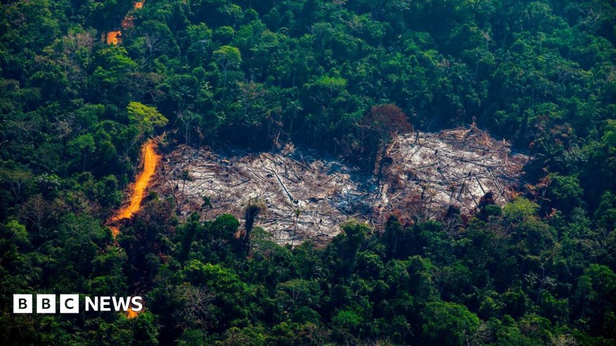 Brazil's Amazon: Deforestation 'surges to 12-year high' - BBC News