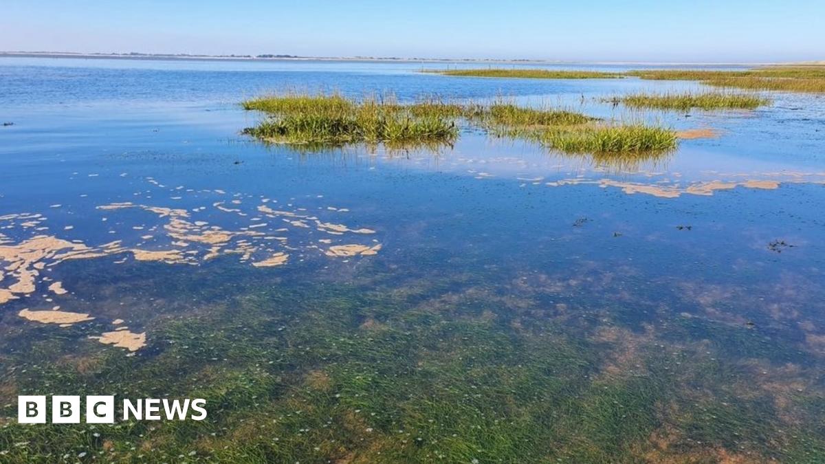 Project to restore marine habitats in Humber Estuary - BBC News