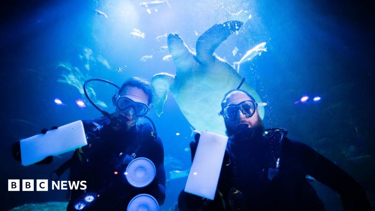 Aquarium creatures counted in annual clean - BBC News