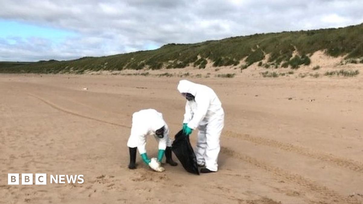 Bird flu: Outbreak not going away anytime soon, RSPB Scotland says ...