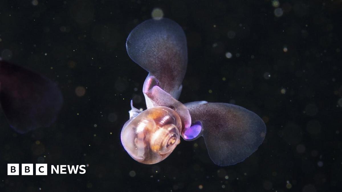 Tiny sea snail 'swims like a bee' - BBC News