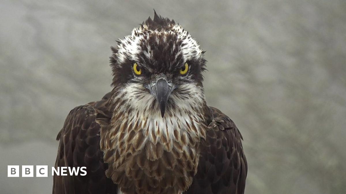 Gwynedd osprey charity gives up hope bird will ever return - BBC News