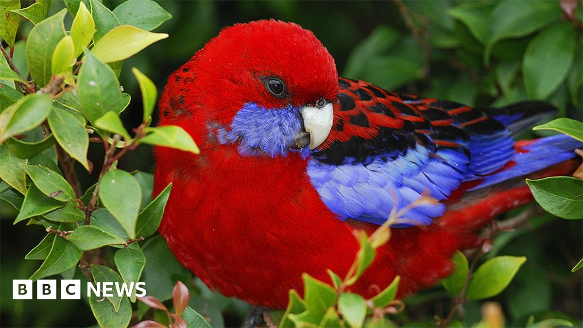 Climate change: Animals shapeshifting to stay cool, study says - BBC News