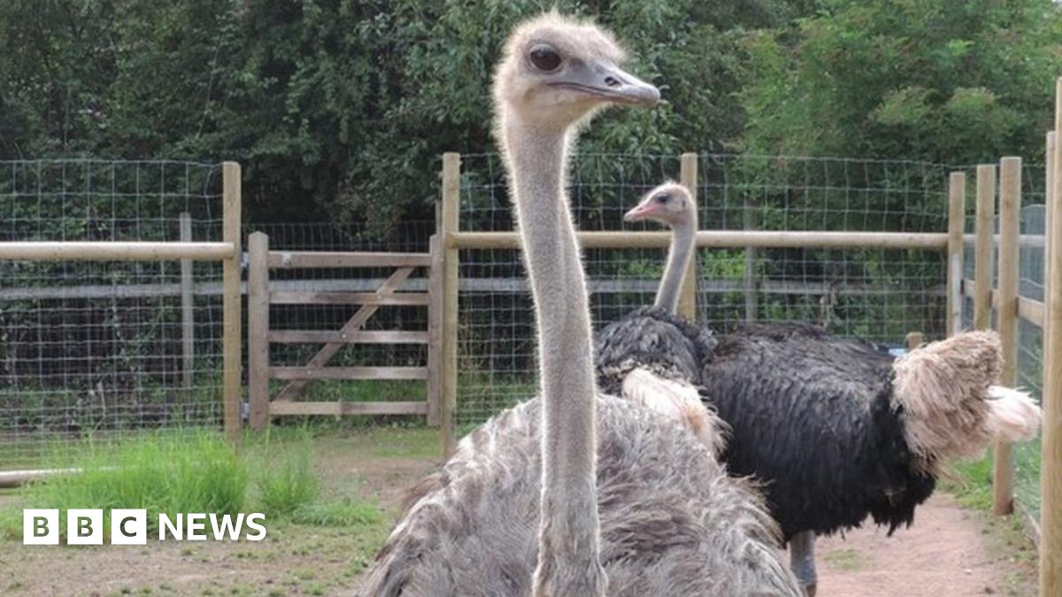 Mary the Ostrich moves in with mate for Bristol Zoo Project - BBC News