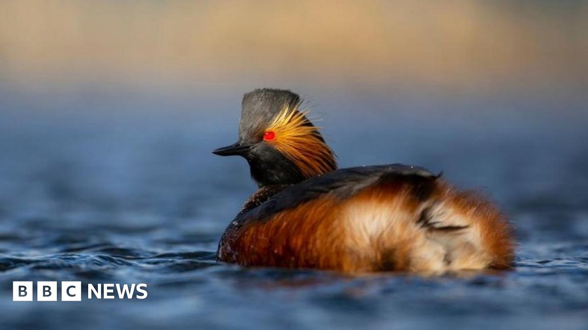 Black-necked grebe: RSPB hails record year for rare wetlands bird - BBC ...