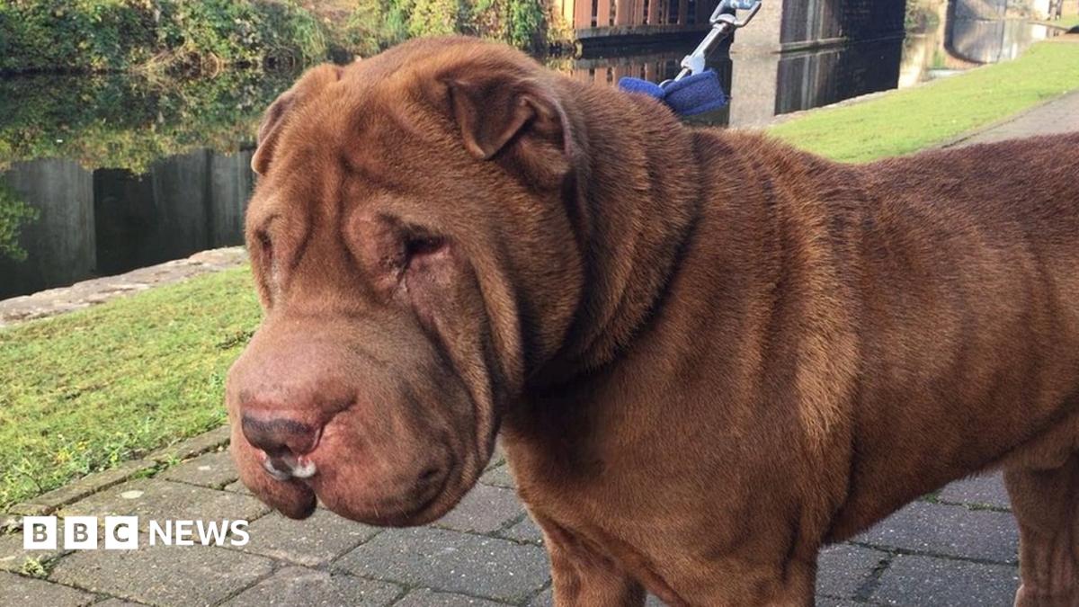 'Saggy dog story' leads to facelift fund appeal - BBC News