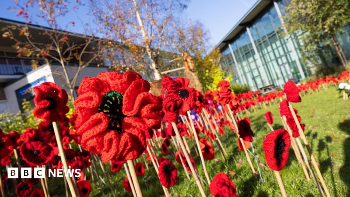 Birmingham hospital knitted poppy field is unveiled - BBC News