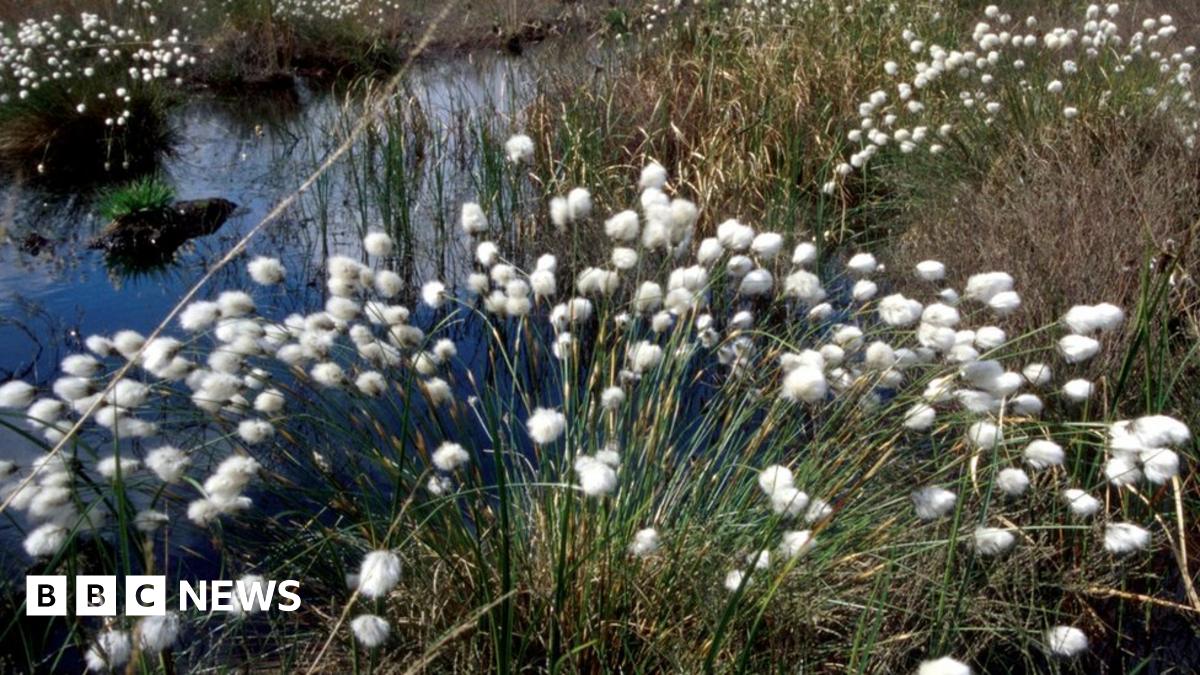 Shropshire marches bog preservation project receives £3.75m EU funding ...