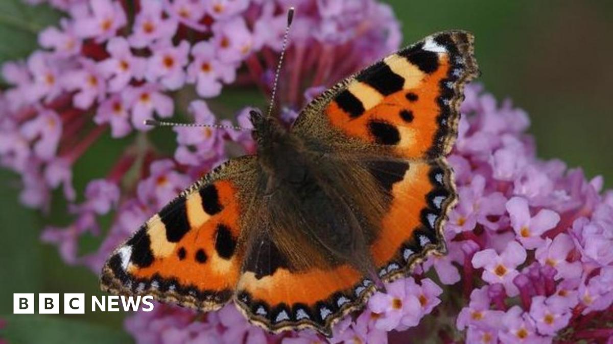 Poll launched to find UK's favourite insect - BBC News