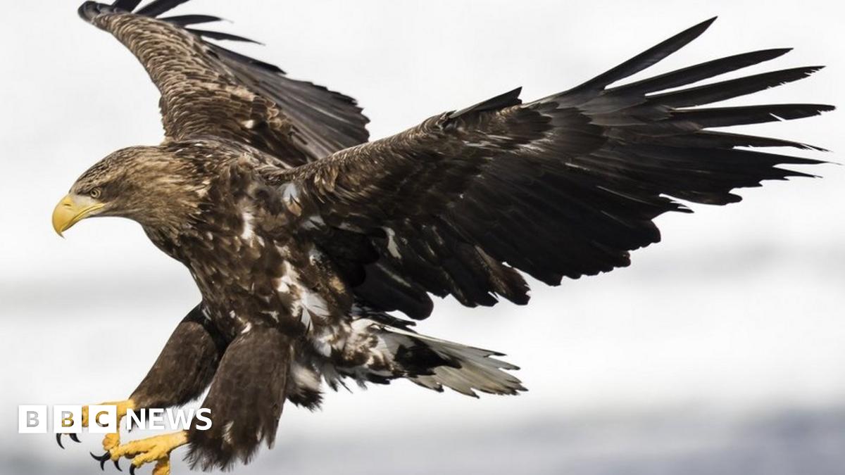 First white-tailed eagle in 240 years born in south of England - BBC News