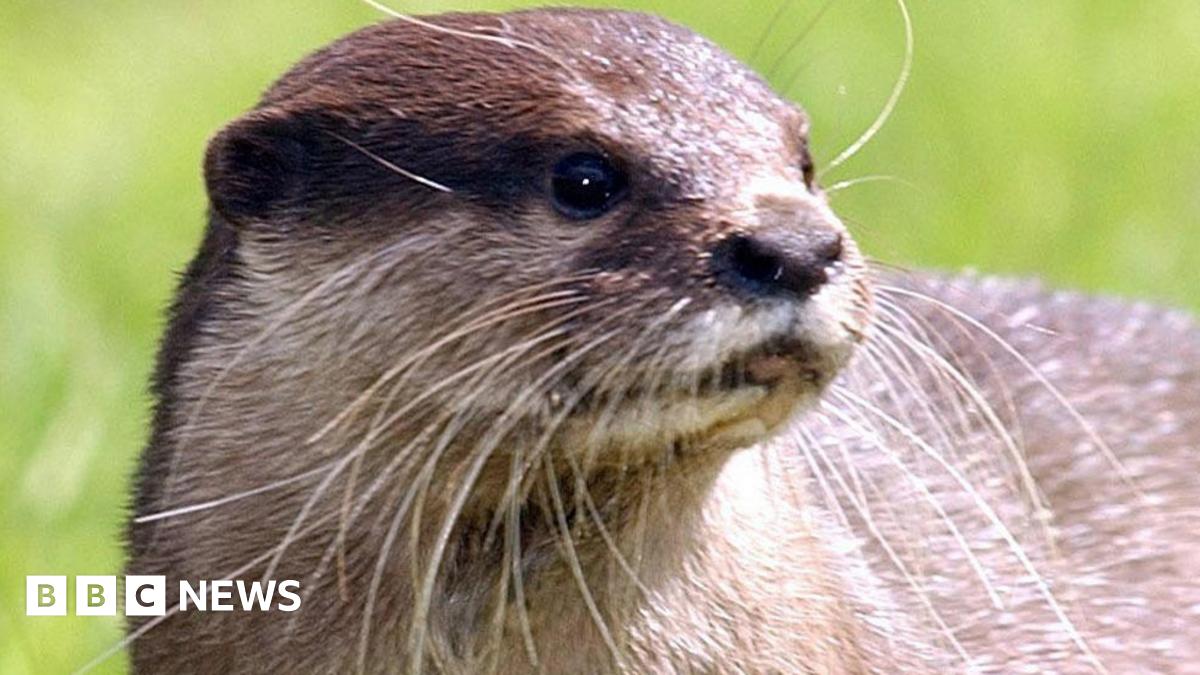 Otter unmasked as Chester hotel's £100k koi carp thief - BBC News