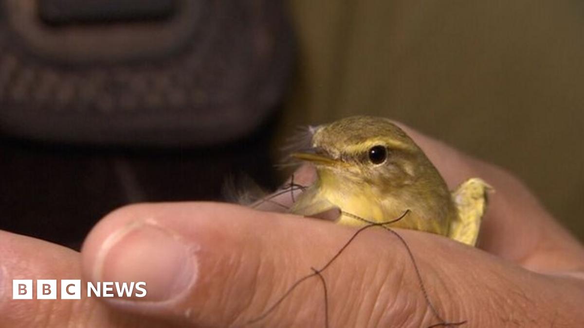 No let-up in Cyprus bird poaching - BBC News