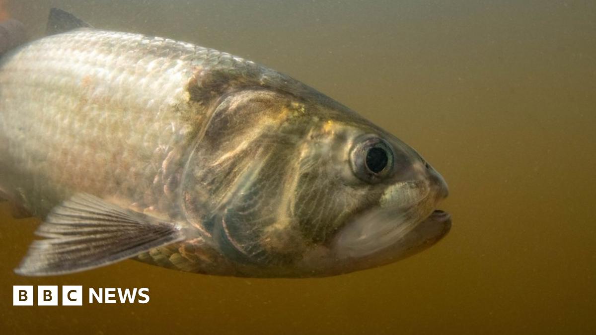 Hinkley Point C: Millions of fish under threat after permit change ...