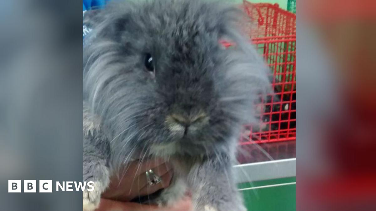 Rabbits on run after 17 'callously' dumped at Easter - BBC News