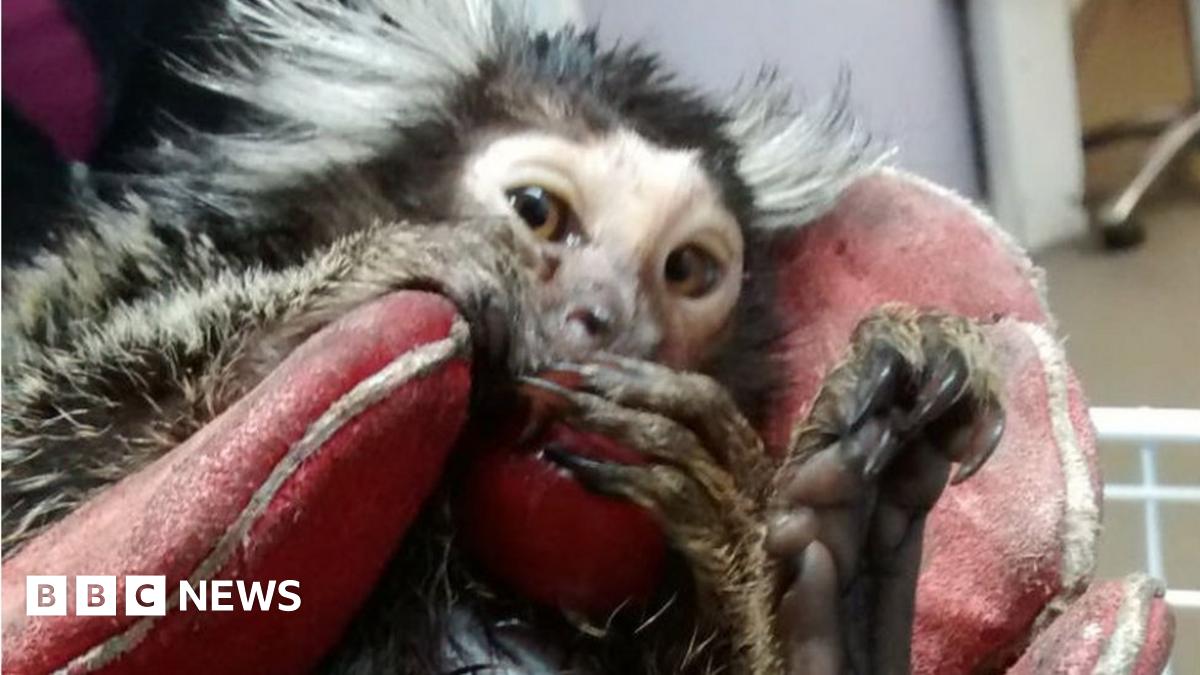 Newport street monkey found in 'appalling state' - BBC News