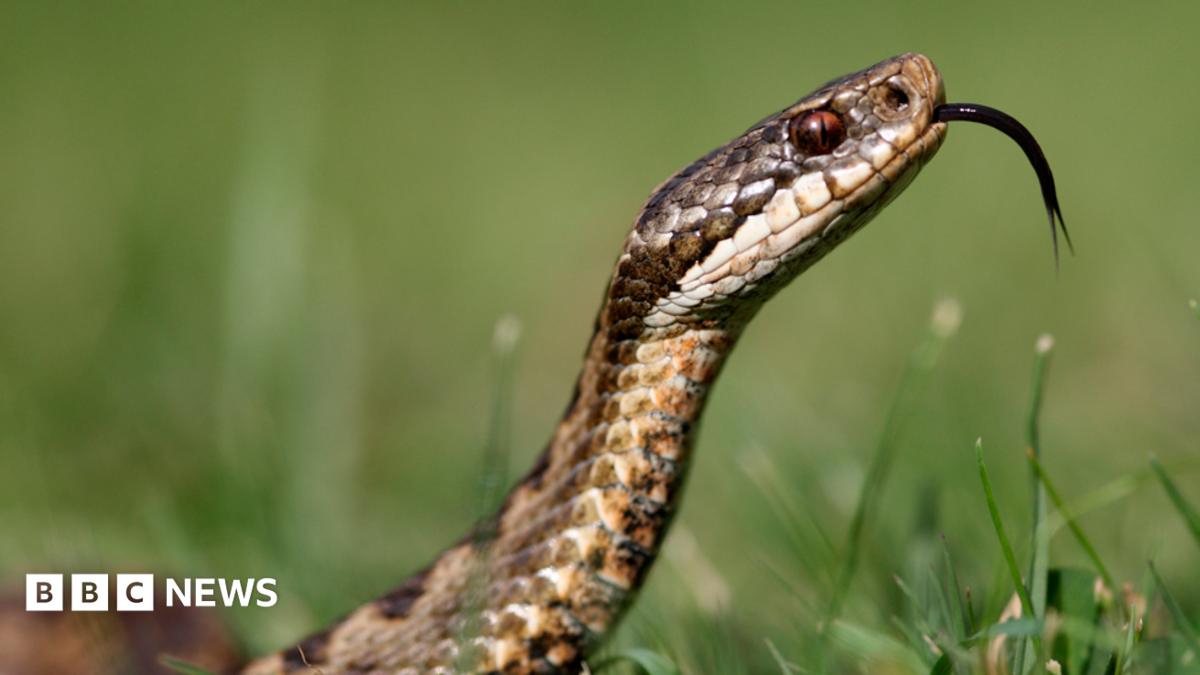 Adder sightings in Carmarthenshire prompt warning not to disturb them ...
