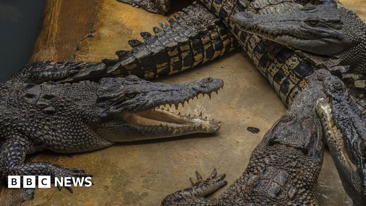 Indonesia mob slaughters nearly 300 crocodiles in revenge killing - BBC ...