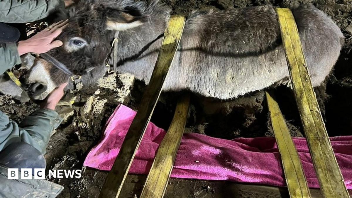 Donkey stuck in mud in Essex freed by firefighters - BBC News