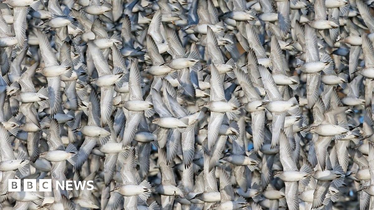 Knot numbers hit record level at RSPB Snettisham - BBC News